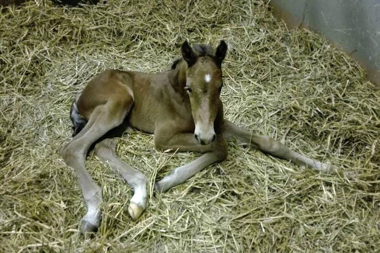 Holsteinerhoeve | Alaric vd Holsteinerhoeve Z